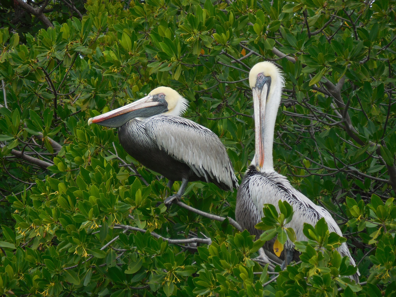 RivaHaven Yacht Club: Pelican digestion