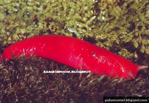 Lintah Ini Berwarna Luar Biasa - Gaban Comel