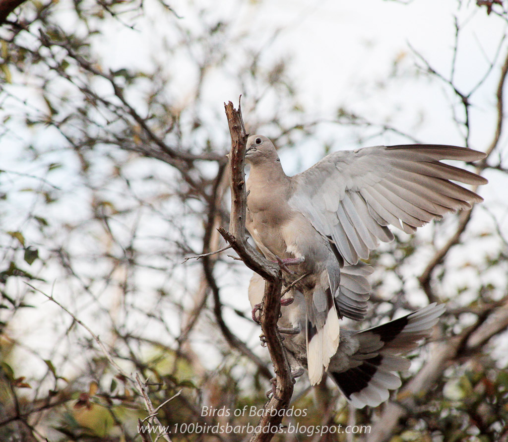 Birds of Barbados: Collared Doves Nesting Again!!