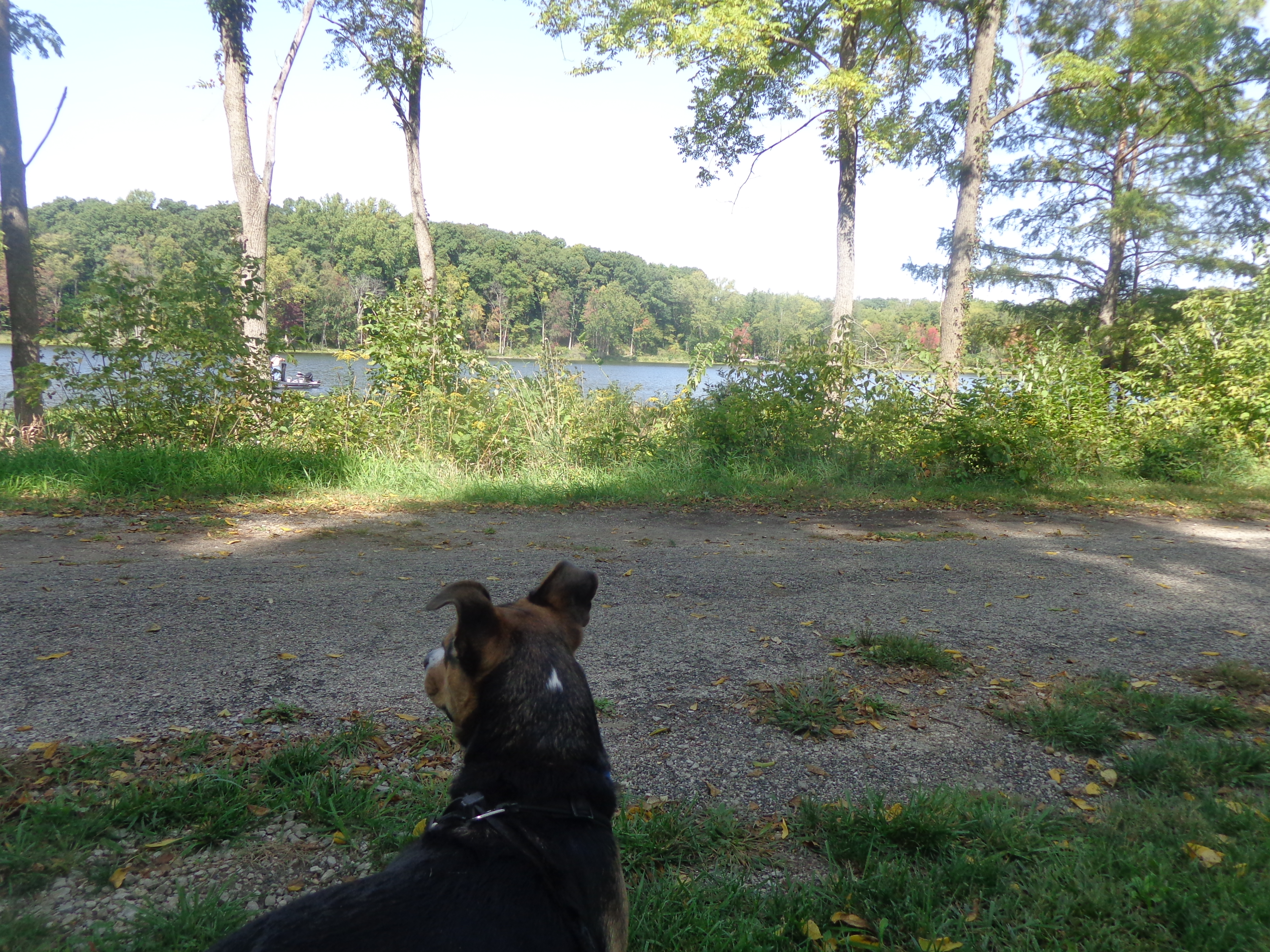 Tilting at Windmills: Misty's first Happy Boofus Day, and the perils of ...