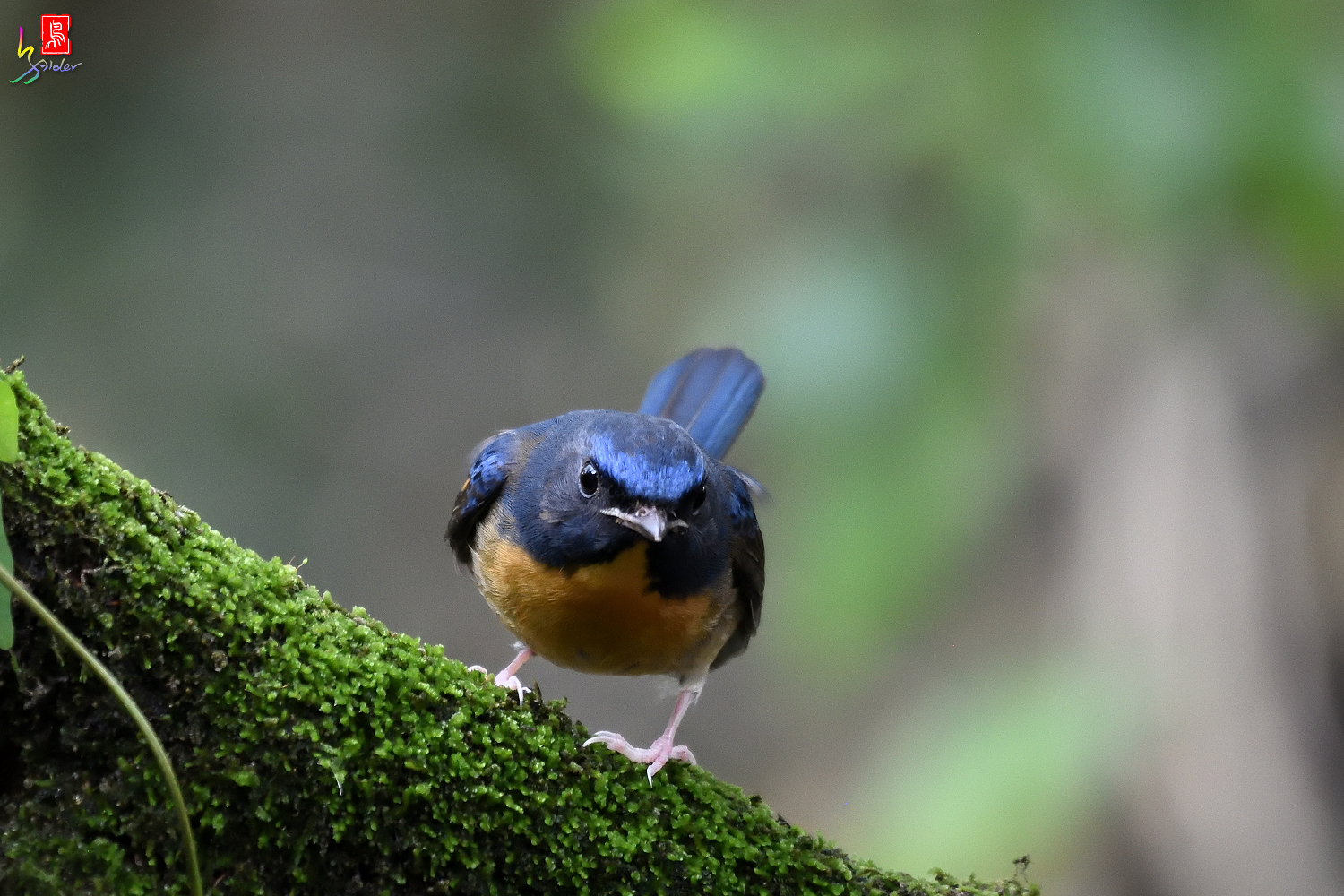 Alder's Bird-watching Notes: 中華藍仙鶲．Chinese Blue Flycatcher．2020/12/24