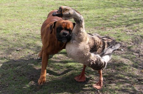 IsYouBored?: Blind dog befriends goose?