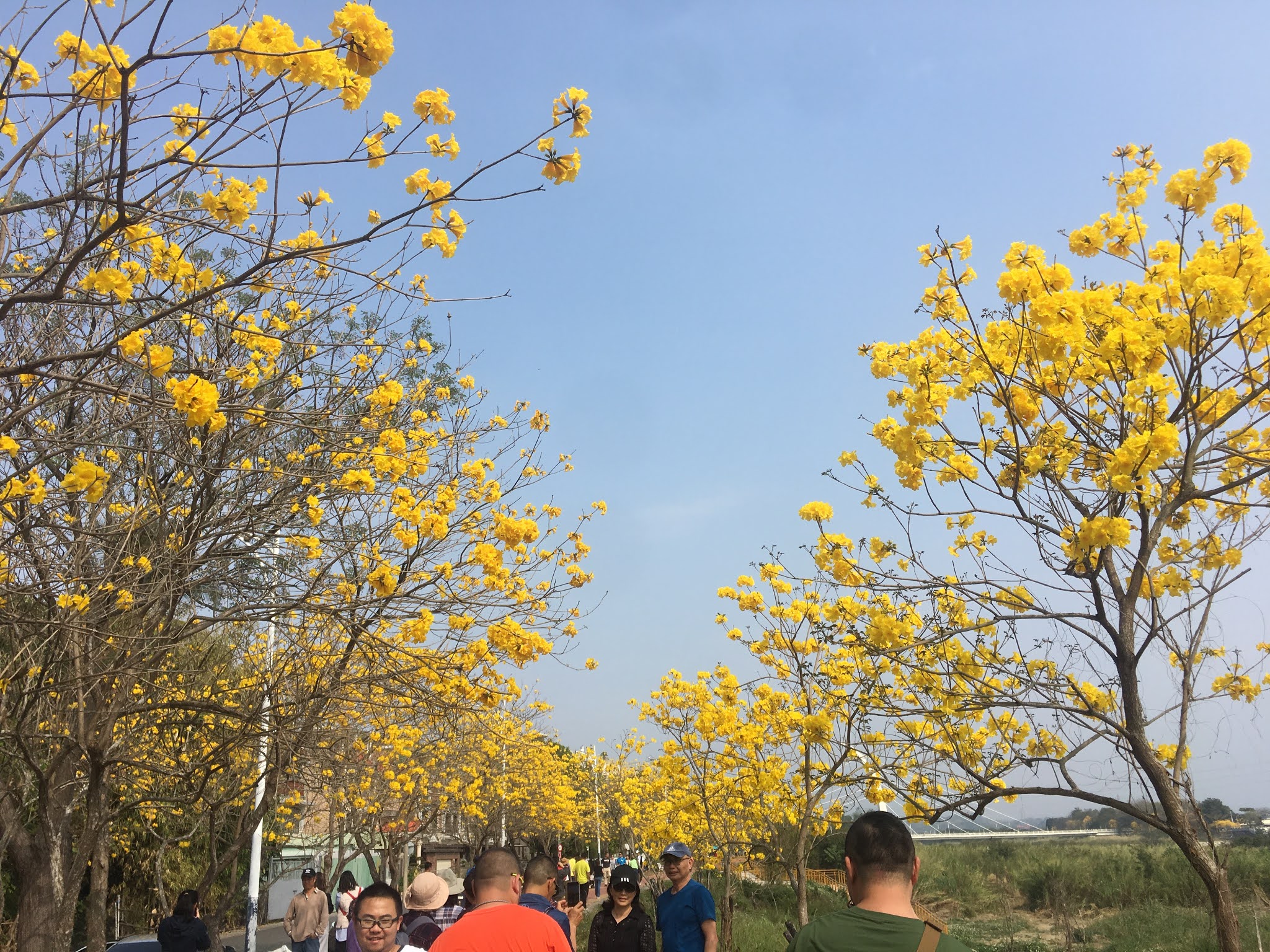 Flowers of Bazhang River ~ My Life Abroad