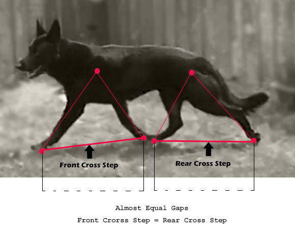 Ultimate German Shepherd Guide - Puppies Behavior Study, Raising ...