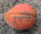 Alternative health tips, healthy lifestyle choices: Cola Millenii Uses.