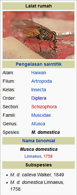 SABRI PEST CONTROL: LALAT ( FLY )