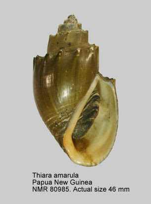 Variety of Life: Thiaridae