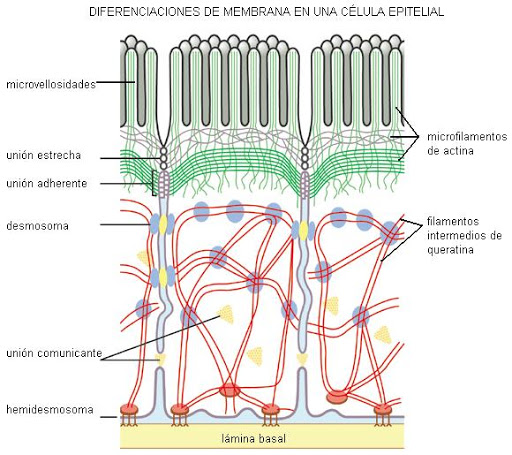 Actuaciencia: Ejercicios matriz extracelular y citoesqueleto
