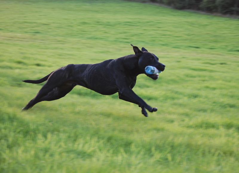 Alaunts | Puppy Forum and Dog Forums