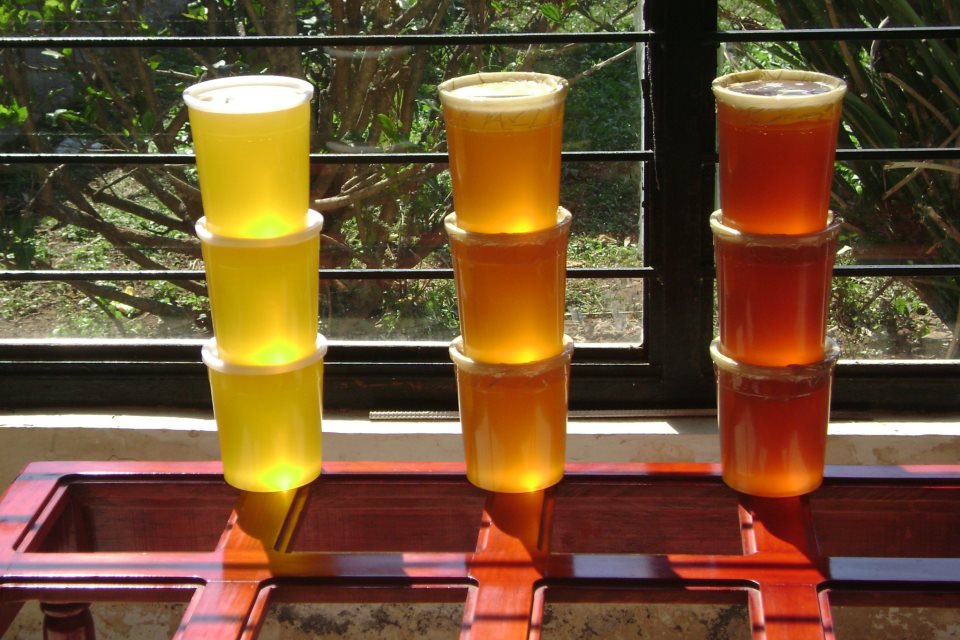 APICULTURA EN MISIONES: COLORES DE LA MIEL