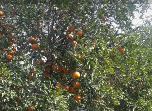 Orange Farms Sargodha Pakistan produce best oranges| export| A visit to ...