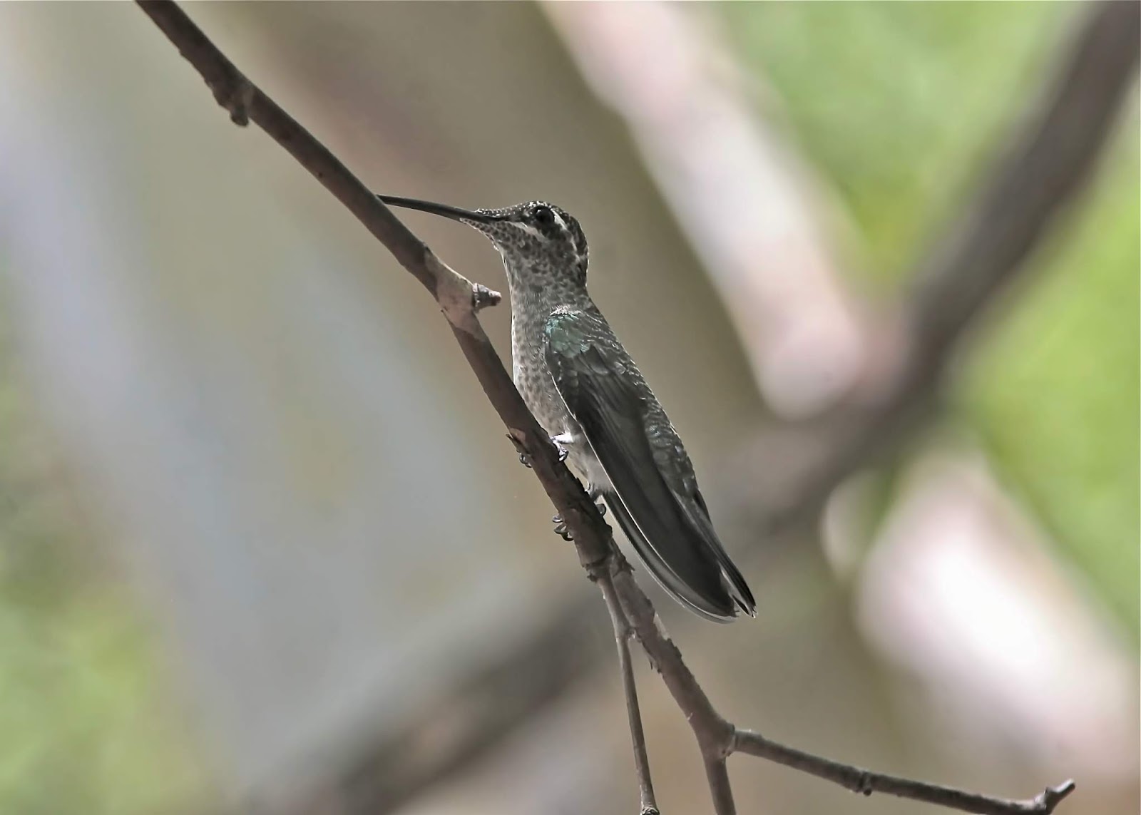 The Azure Gate: Hummingbirds of Arizona: Magnificent (Rivoli's) Hummingbird