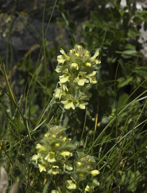 Paseos por la naturaleza: Sideritis hyssopifolia. Te de monte.