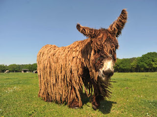 Quigley's Cabinet: Donkey dreadlocks
