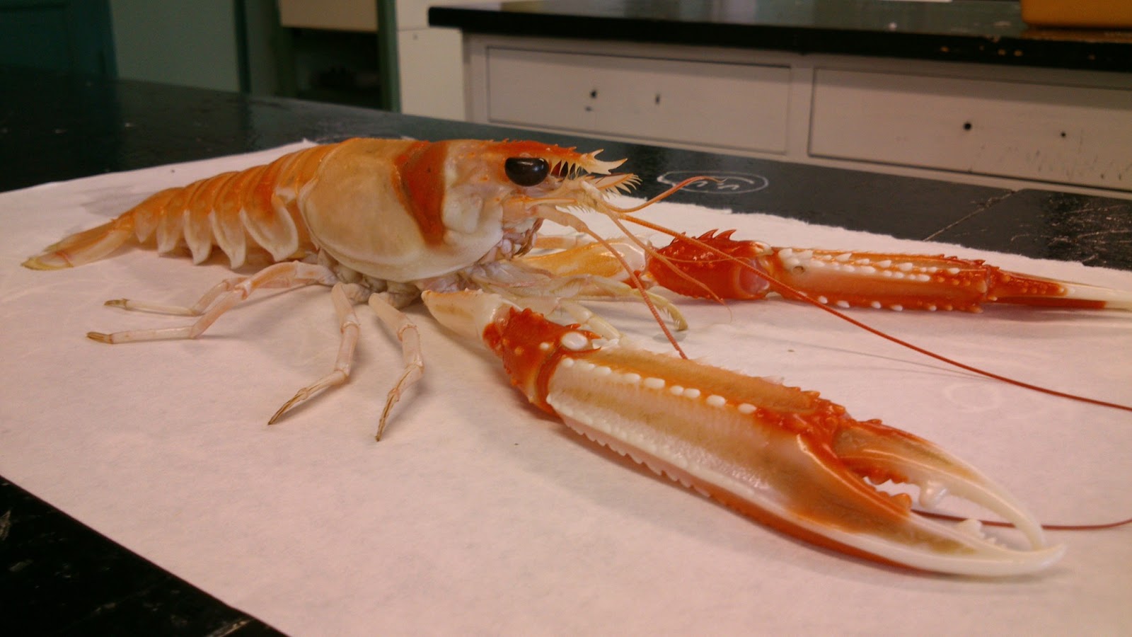 PROFUNDIZANDO EN EL ENTORNO DE LA PESCA EN LA CIUDAD DE ALMERÍA: Quinta ...