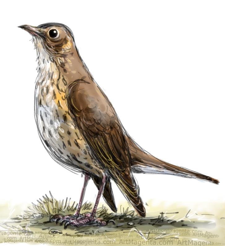 Birds: Song Thrush