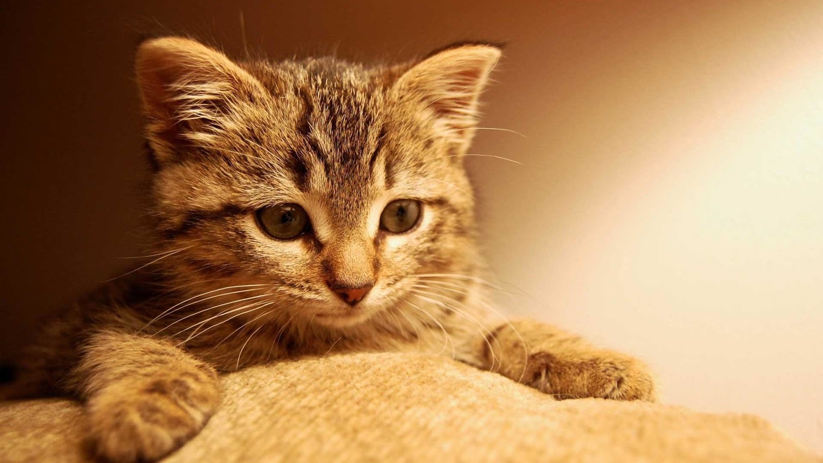 Cute Cat Wallpaper HD + For Android And Desktop