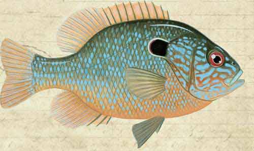 Story Of The Birth Of Satyavati In The Mahabharata | Hindu Blog