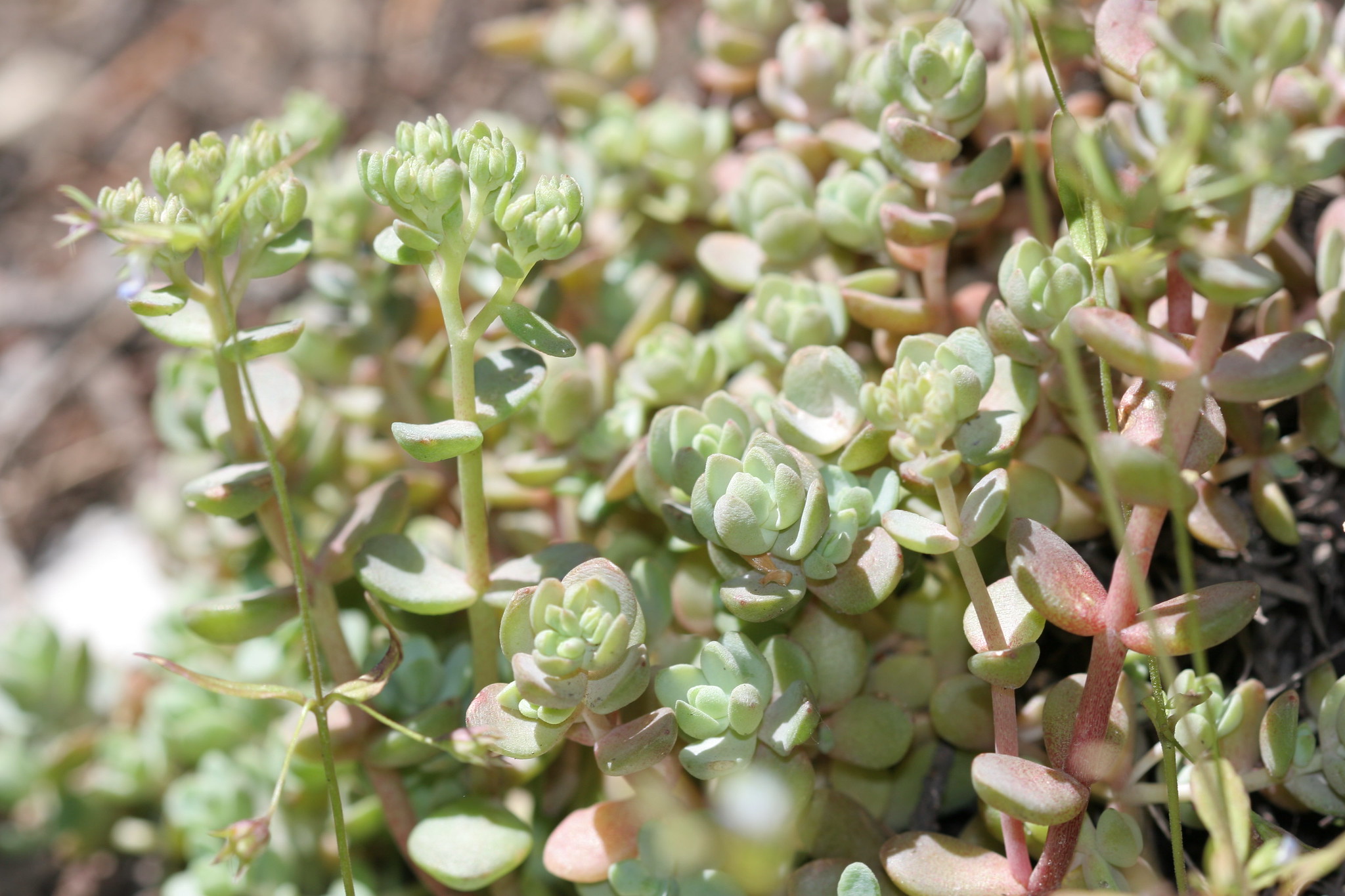 Sedum debile - Orpine stonecrop - Weakstem stonecrop care and culture ...