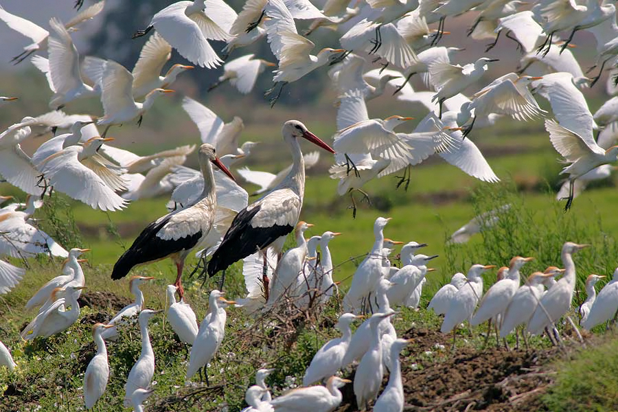 LOS PICHURRIS EN EL RINCÓN DE LA VICTORIA. UN DÍA DE AMISTAD COMPARTIDA ...