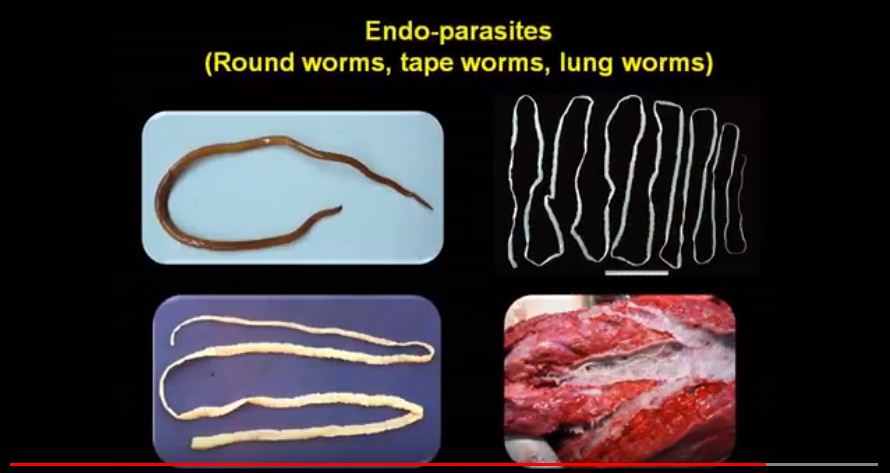 Management of Major Dairy Cattle Diseases