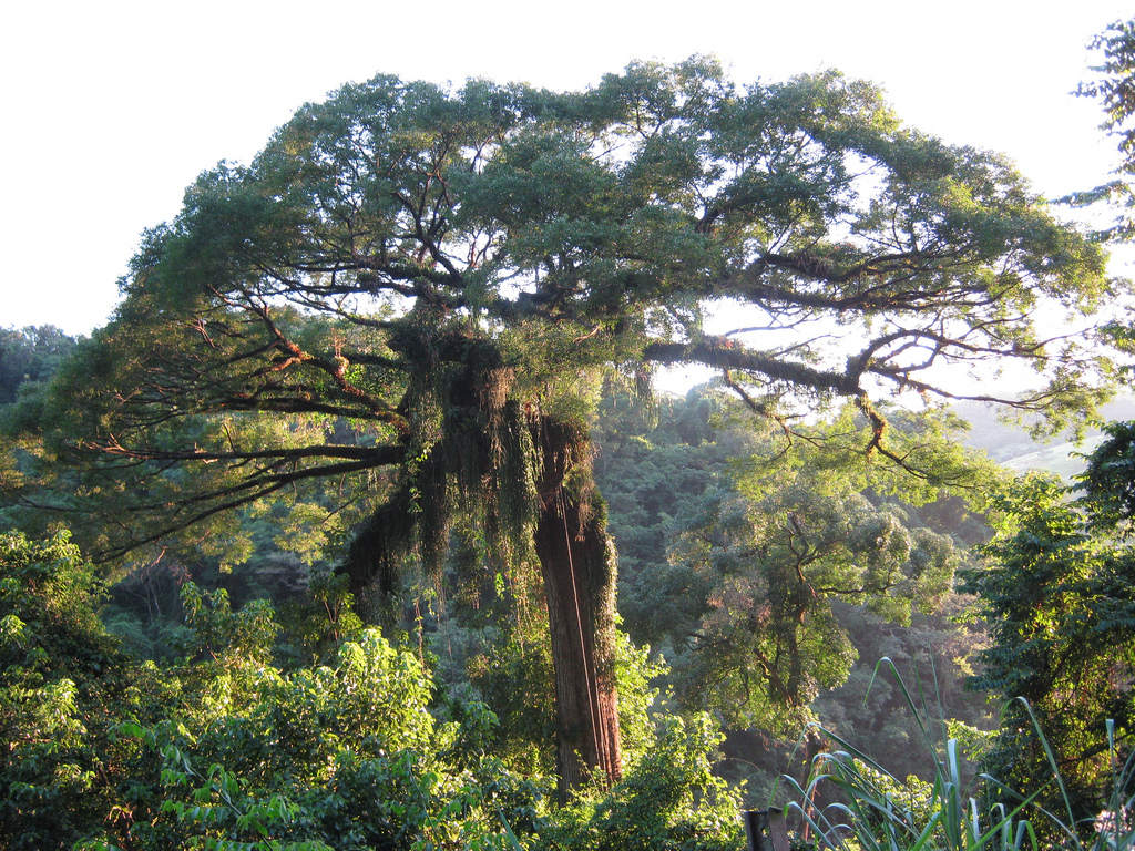 Jequitibá Rosa (Cariniana legalis)