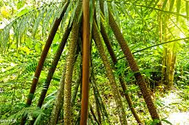 Conociendo San Martín : Flora