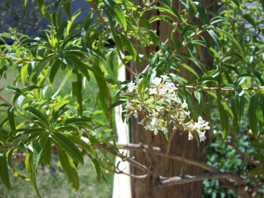 El poder de la naturaleza: Cedrón