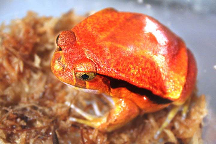 The Jungle Store: The Tomato Frog