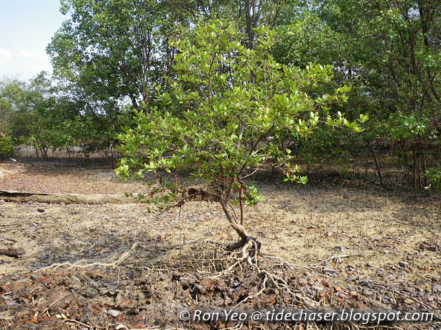 tHE tiDE cHAsER: Api-api Ludat (Avicennia officinalis)