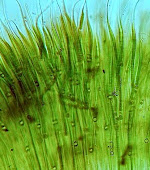 Rafael Microfauna Marina: Fotografías y vídeos de fauna microscópica marina