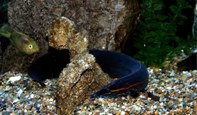 Asal Usul Dan Harga Ikan Sili Api Atau Ikan Fire Eel Tebaru