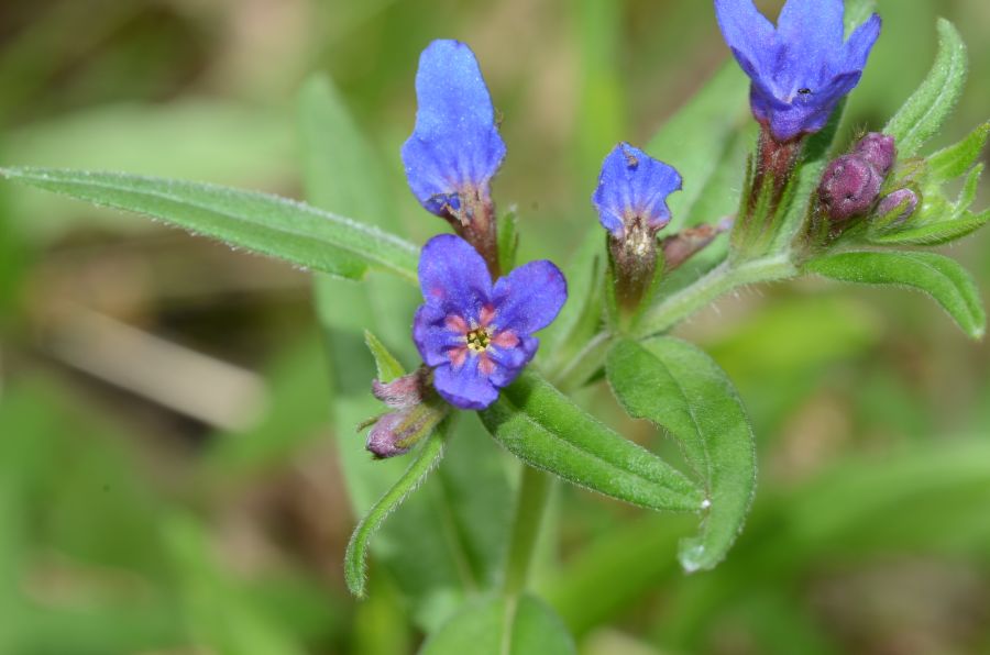 Hellenic Nature: Lithospermum purpurocaeruleum
