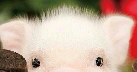 Mini Pigs: Que es un Mini Pig?...