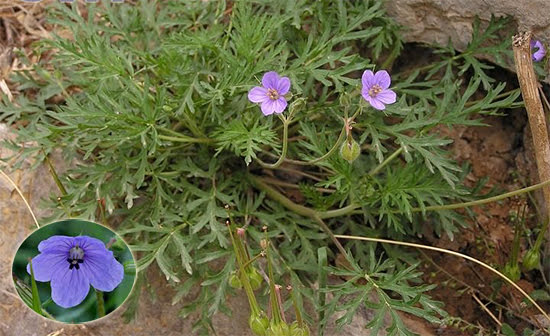 Erodium stephanianum Willd.