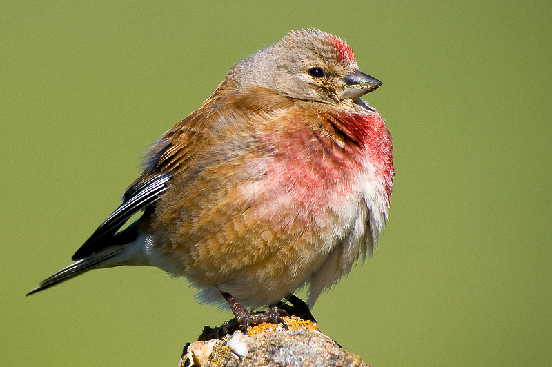 Naturaleza y Etnografía: Pardillo común