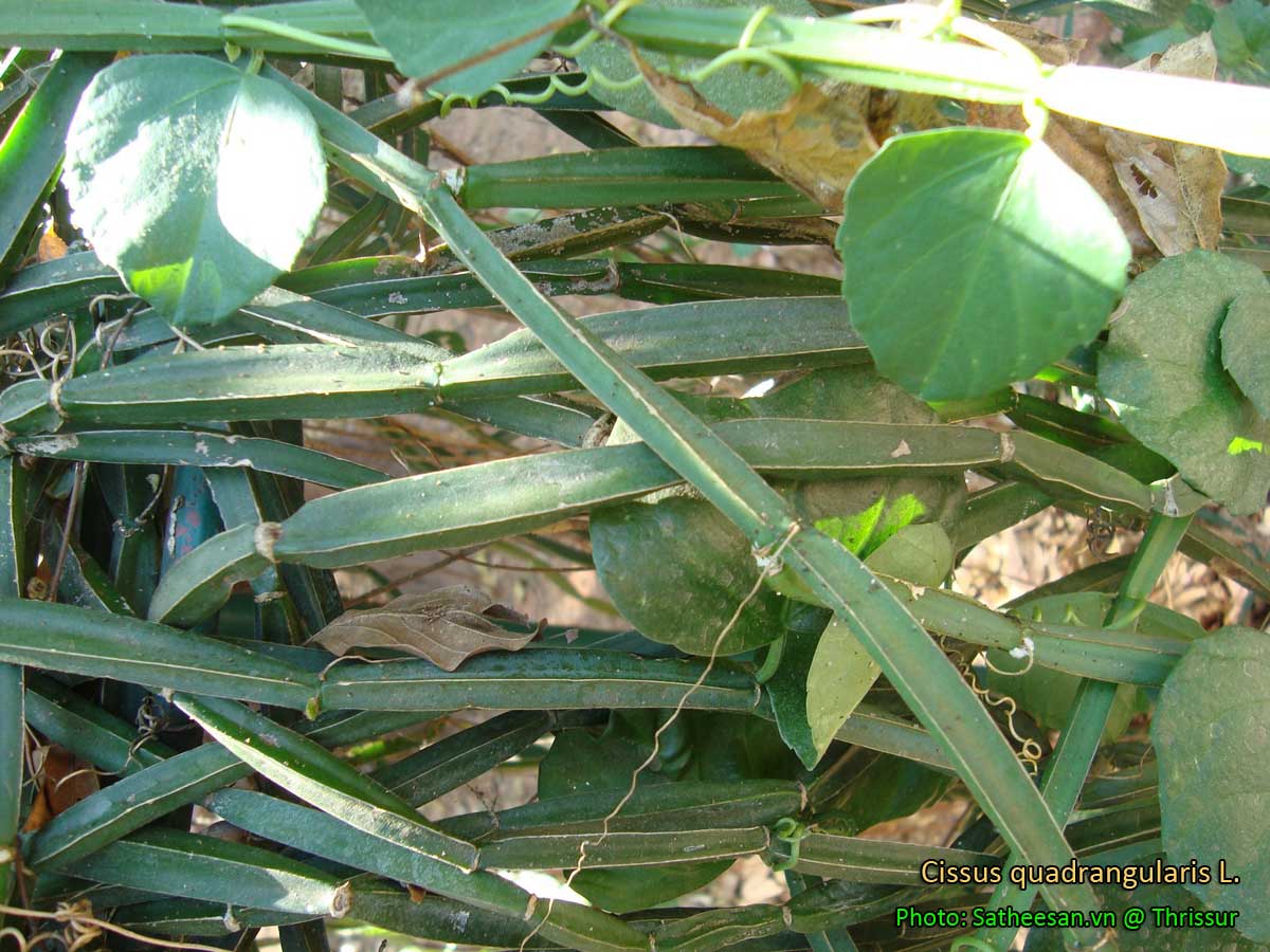 Medicinal Plants: Cissus quadrangularis, हड़जोड़, হাড়জোড়া, ಮಂಗರವಳ್ಳಿ ...