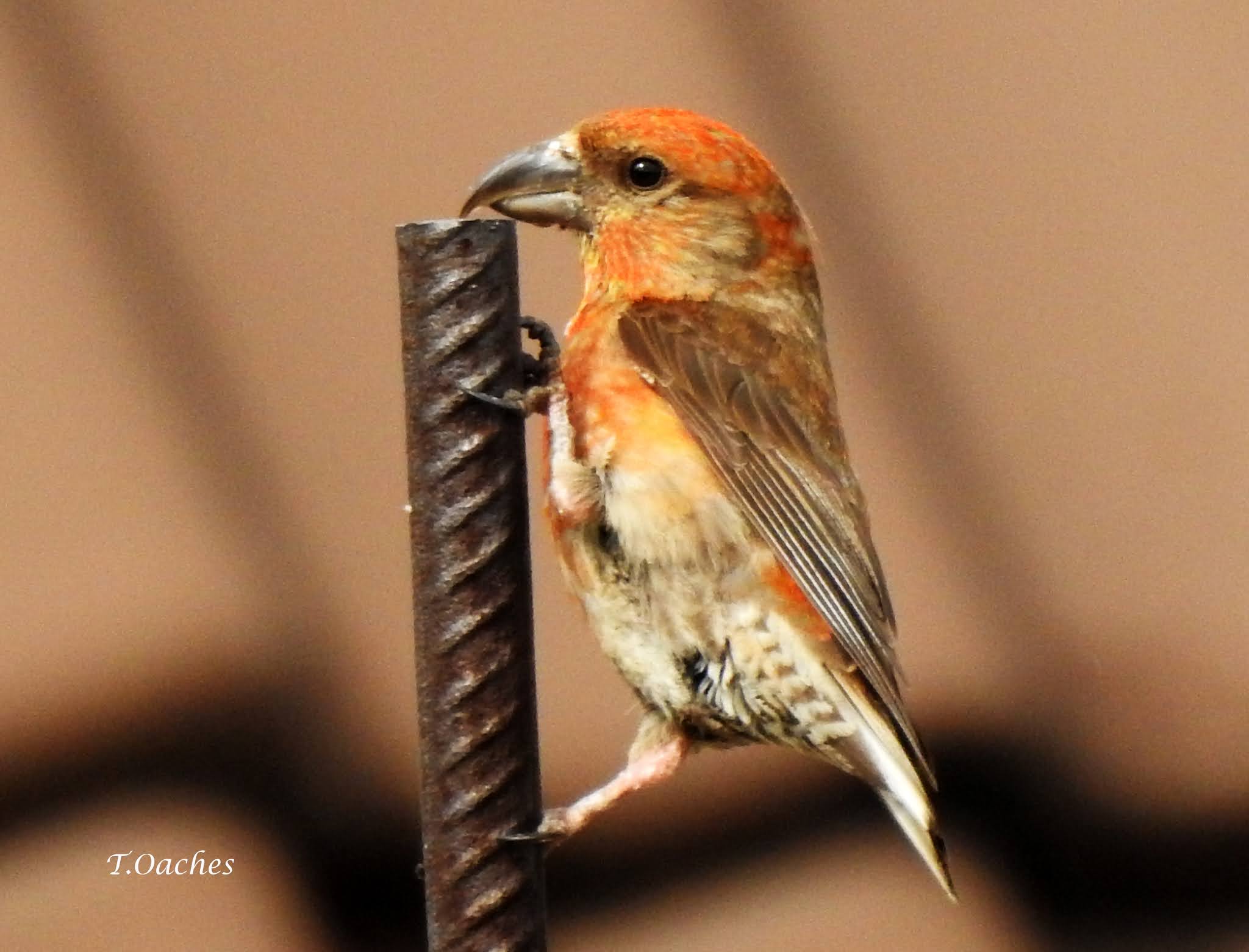 PASARI DIN ROMANIA: FORFECUTA (1), Loxia curvirostra