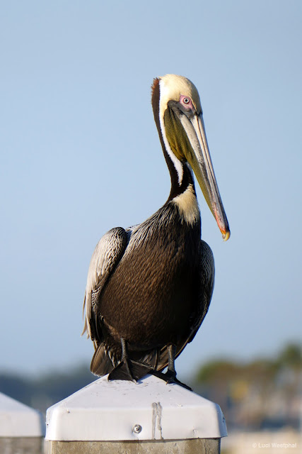 Photos of Florida Gulf Coast Birds - LuciWest