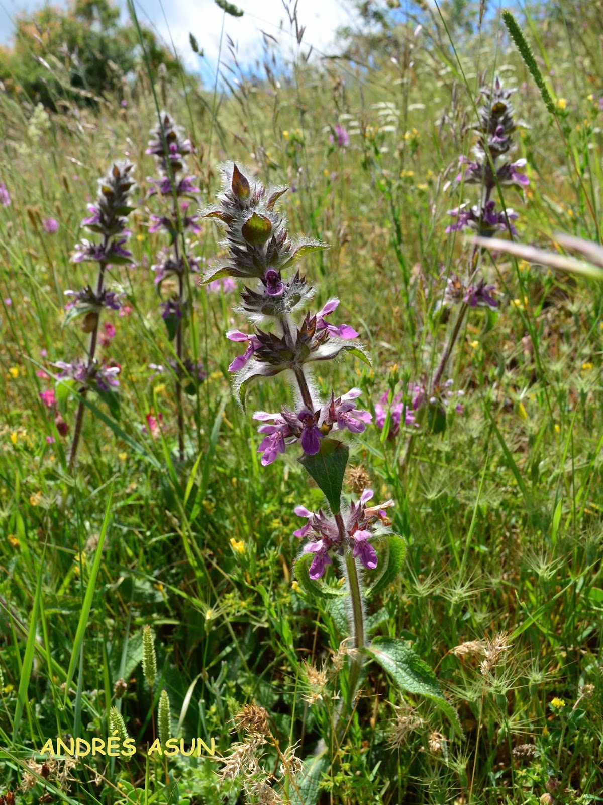 Flores silvestres de la Cordillera Cantábrica: LABIADAS - Labiatae