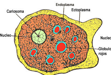 ENTAMOEBA HISTOLYTICA