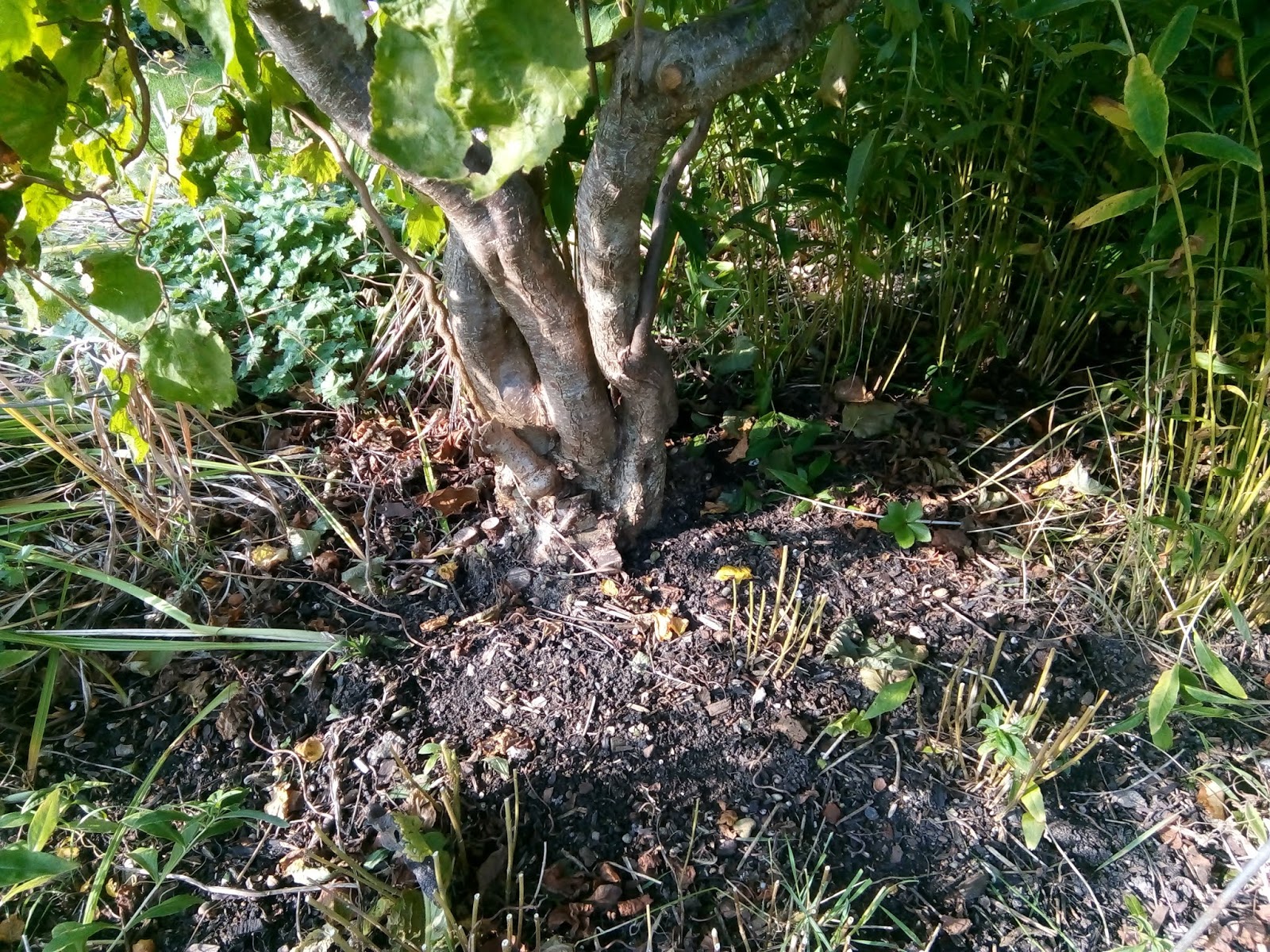 Rachel the Gardener: How to prune Contorted Hazel - Corylus avellana ...