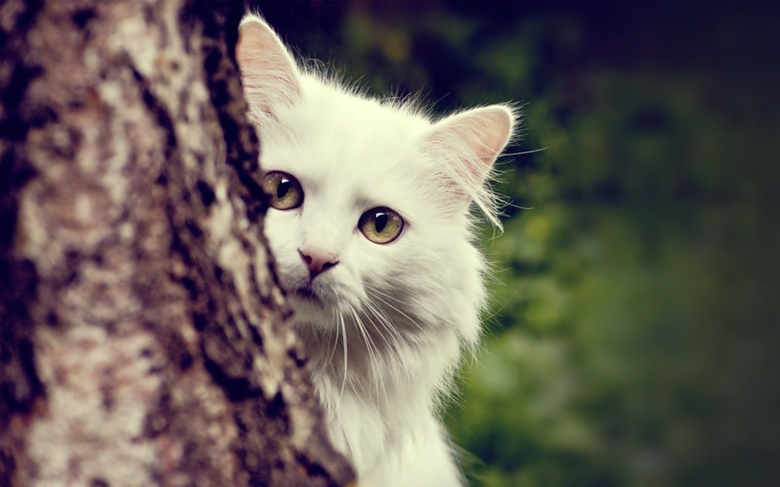 Cute Cat Wallpaper HD + For Android And Desktop