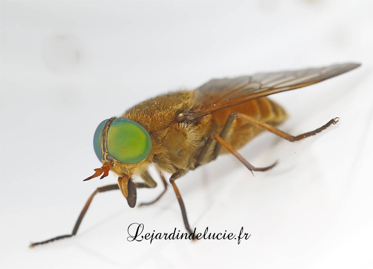 Philipomyia graeca, femelle taon aux très beaux yeux verts.