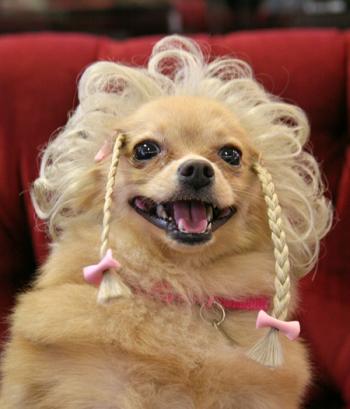 Kuweight 64: HAIR EXTENSIONS AND WIGS FOR DOGS