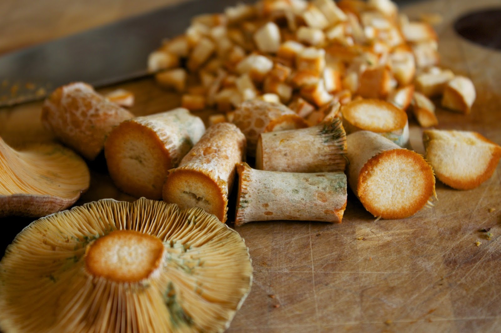 The Urban Hunter Gatherer: PINE RING MUSHROOMS