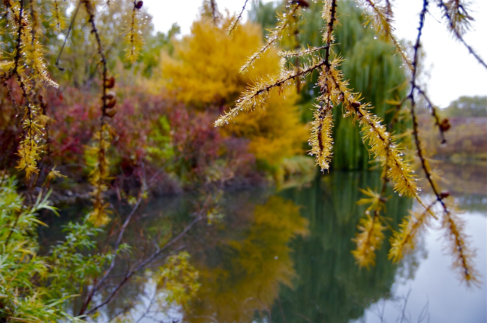 Savoring Servant: Tamarack showing its colors