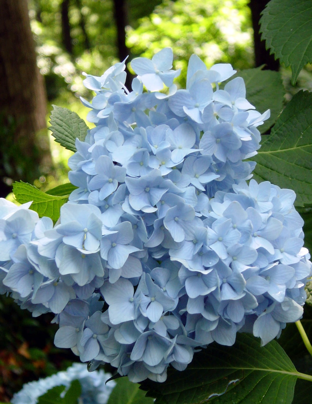 Crabapple LandscapExperts: 4 Types of Hydrangeas