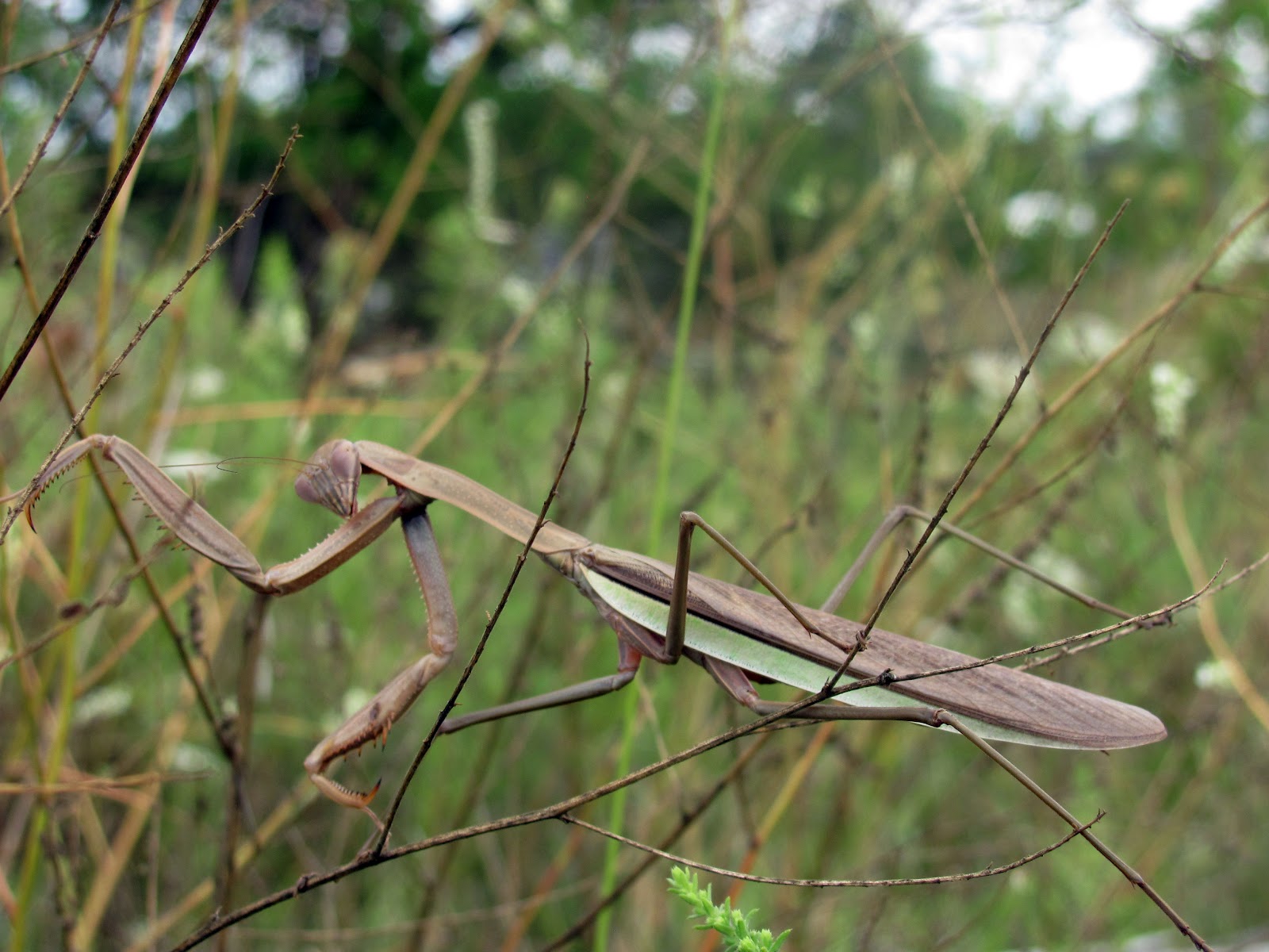 curving back: twig-leaf (praying mantis)
