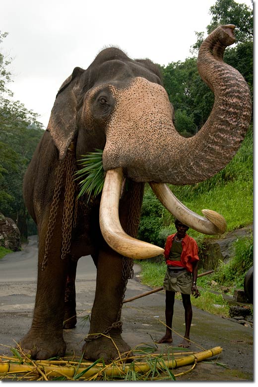 Long tusk elephant lanka | LANKA SRI NATURE